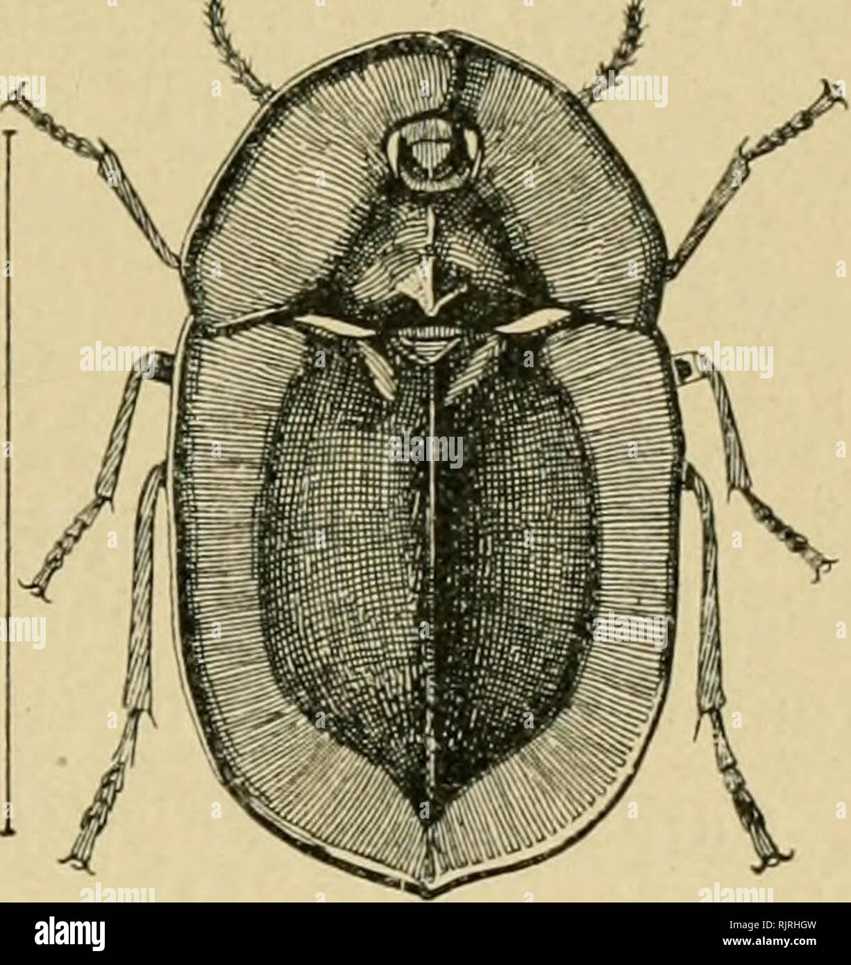 Ironbark tree hi-res stock photography and images - Alamy