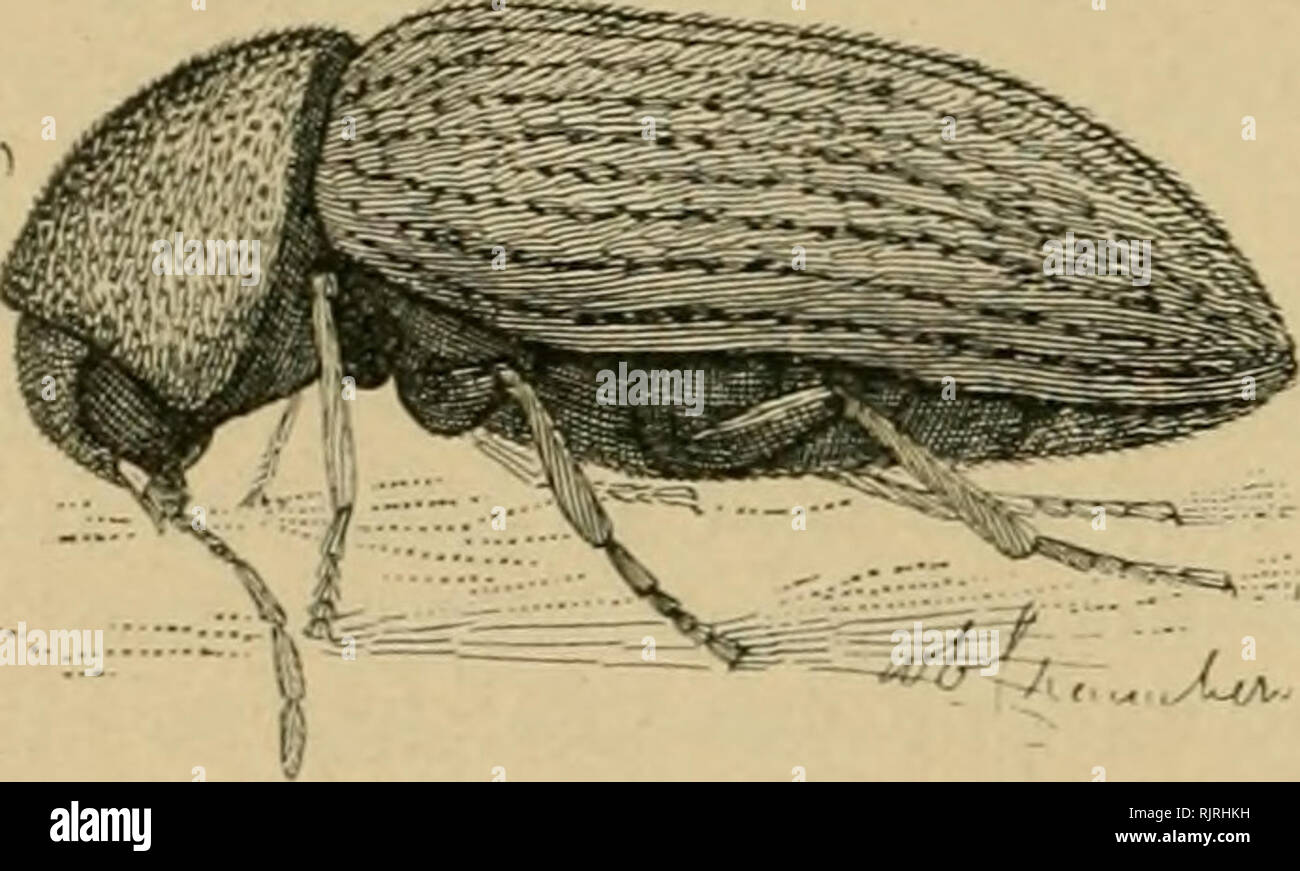 . Australian insects. Insects. 170 COLEOPTERA. tobacco. Olliff lias ...