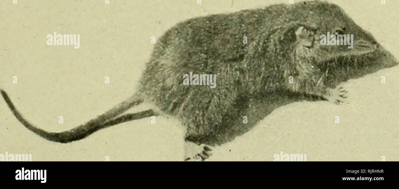 . The Australian zoologist. Zoology; Zoology; Zoology. NOTES ON SOME OF ...