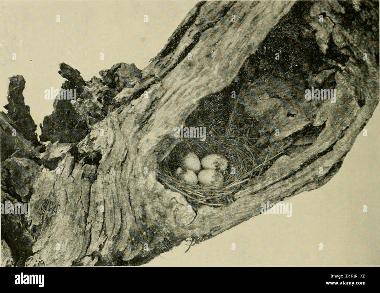 . The Australian zoologist. Zoology; Zoology; Zoology. THE BIRDS OF THE ...