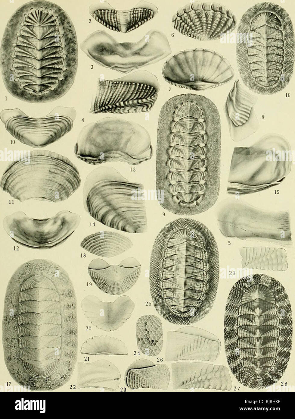 Loricates hi-res stock photography and images - Alamy