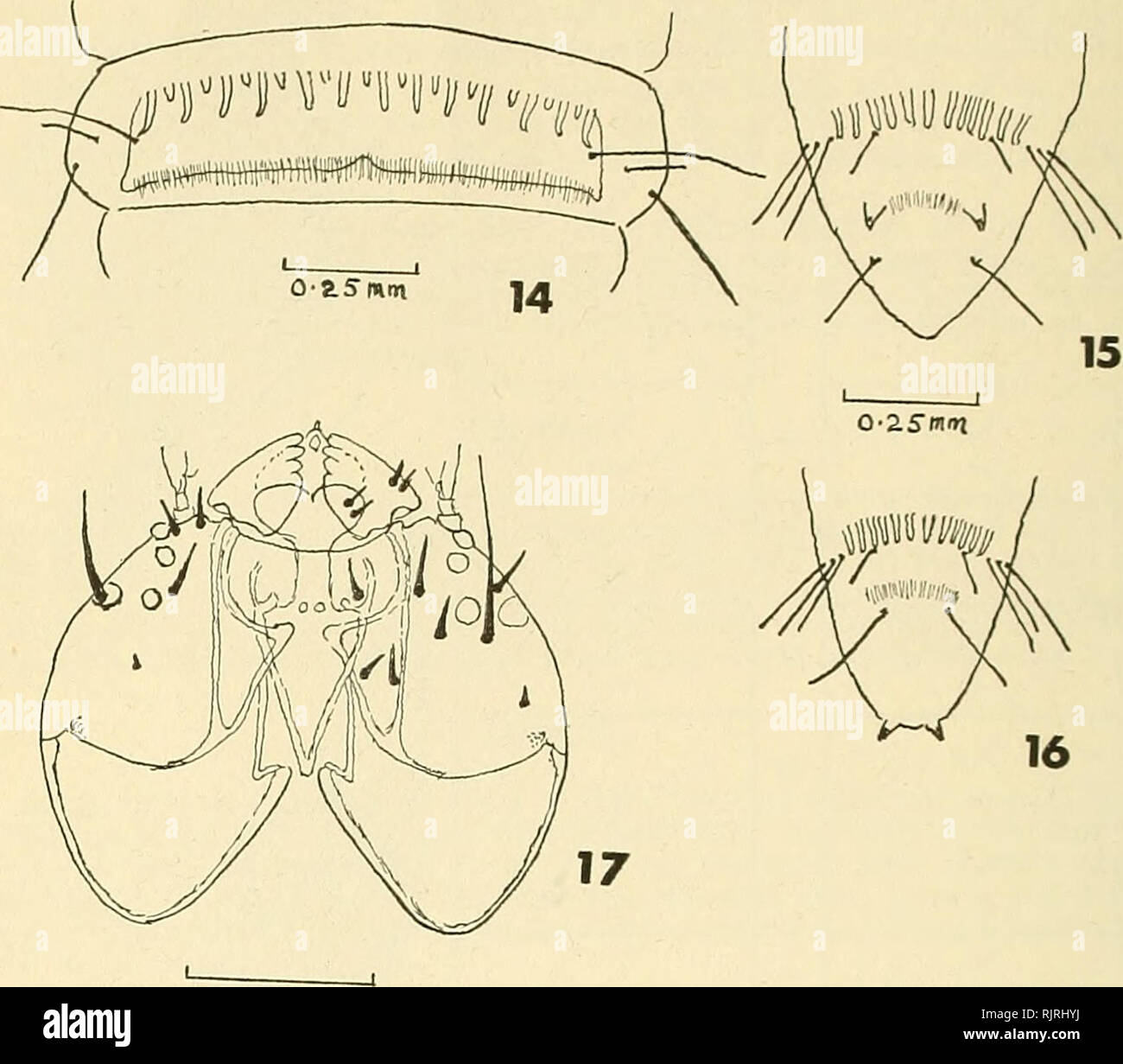 Head dorsal aspect sp hi-res stock photography and images - Alamy