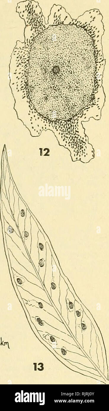 E pilularis hi-res stock photography and images - Alamy