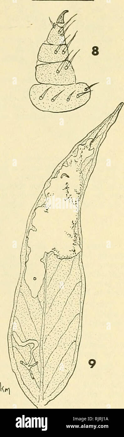 Prothoracic leg hi-res stock photography and images - Alamy