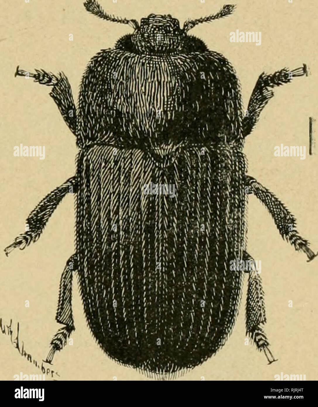 . Australian insects. Insects. COLi:OPTERA, 143". Family 14. Fruit ...