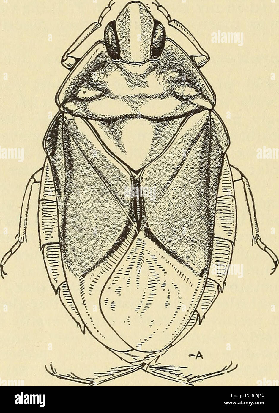 . The Australian zoologist. Zoology; Zoology; Zoology. 342 NEW SPECIES ...