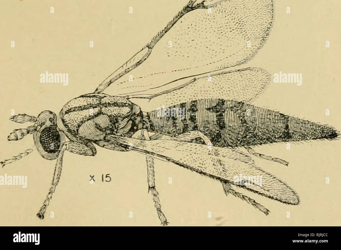 Mymaridae hi-res stock photography and images - Alamy