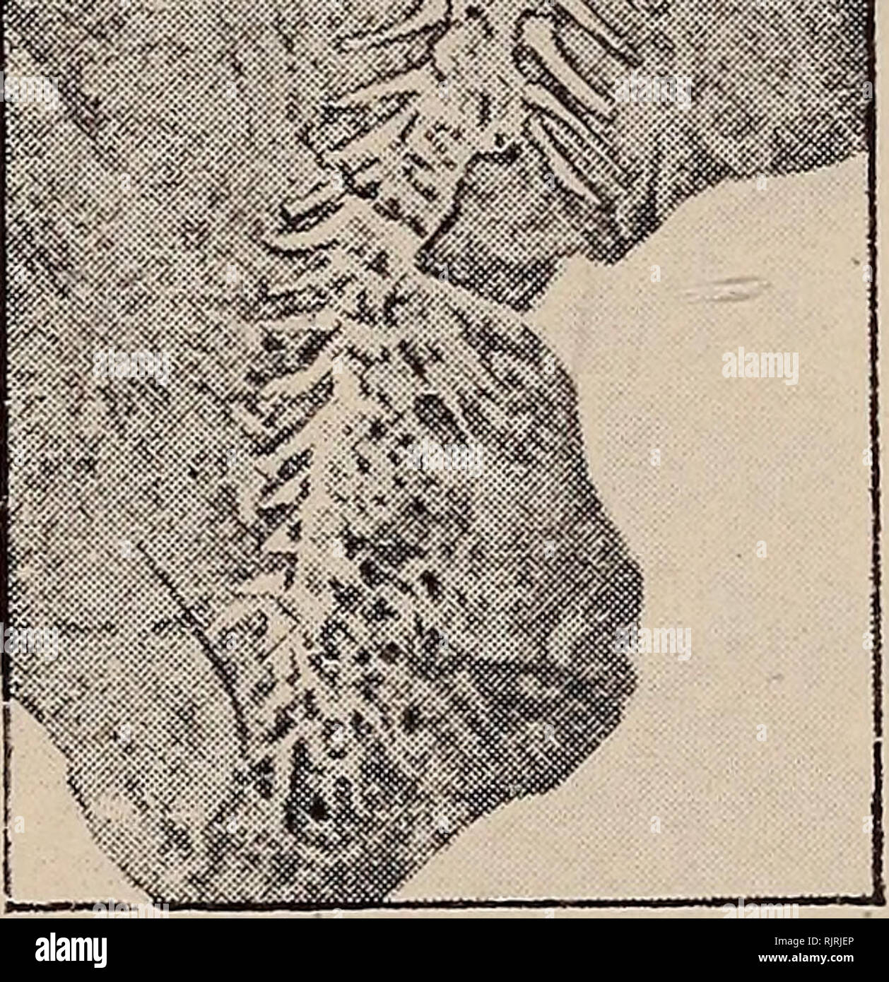 Labyrinthodonts hi-res stock photography and images - Alamy