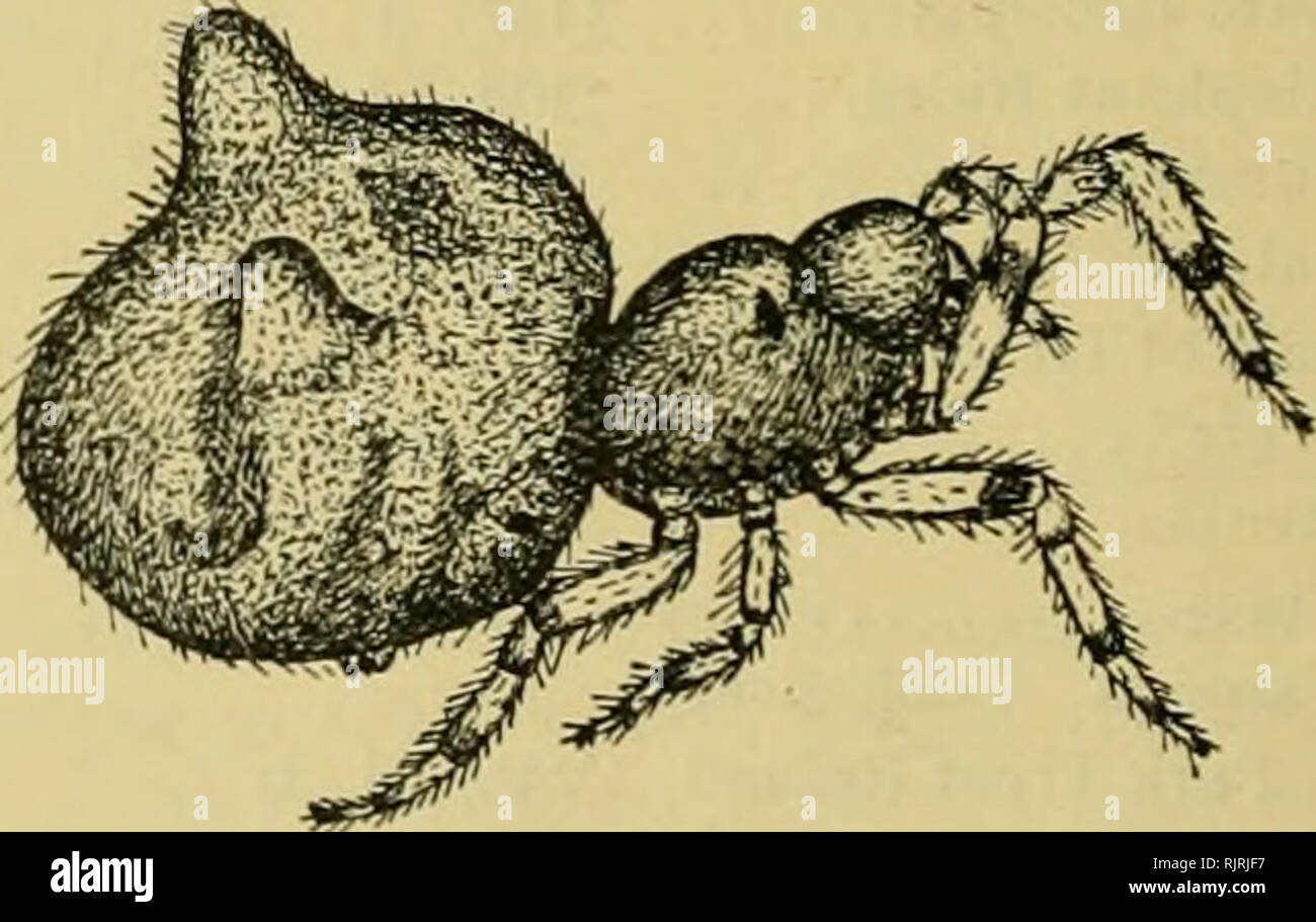 Phylarchus hi-res stock photography and images - Alamy