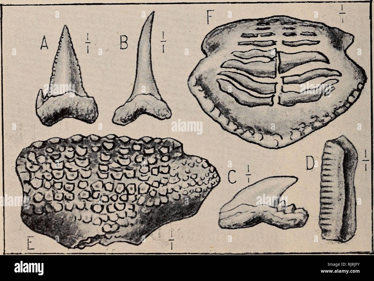 . Australasian fossils, a students' manual of palaeontology ...