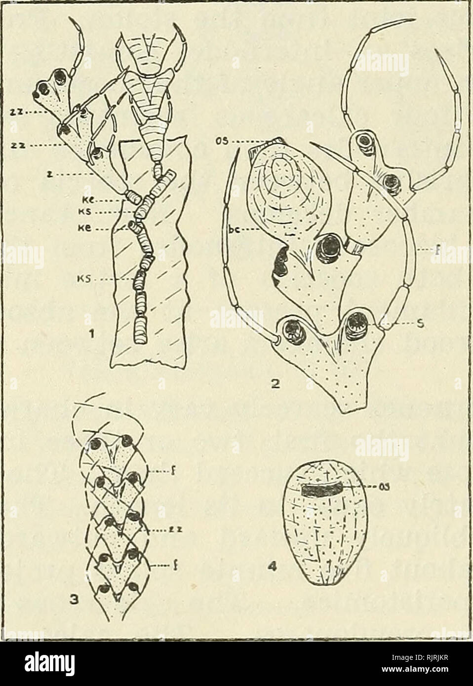 . The Australian zoologist. Zoology; Zoology; Zoology. 144 A NEW ...