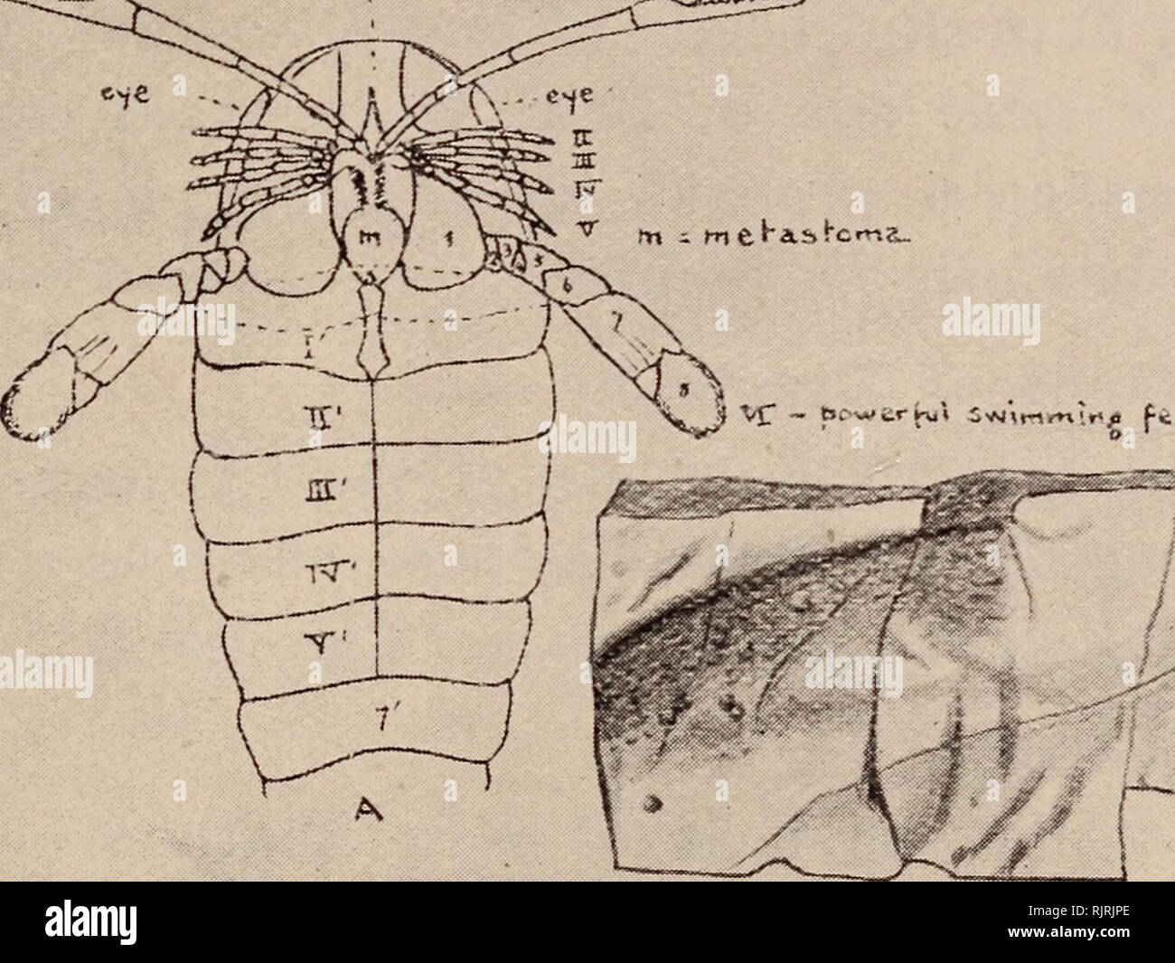 . Australasian fossils, a students' manual of palaeontology ...