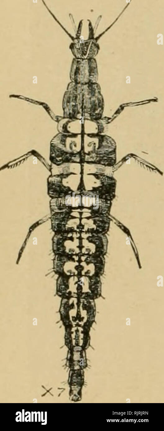 . Australian insects. Insects. 64 XEUROPTEKA. creatures, feed about ...