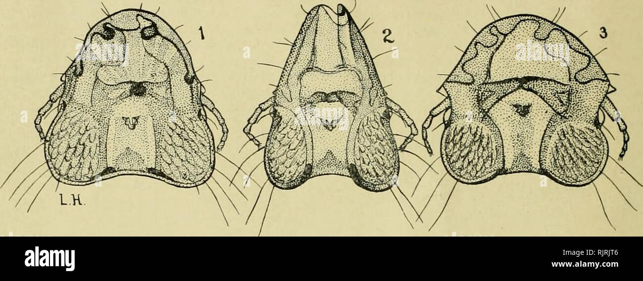 Bird phylogeny hi-res stock photography and images - Alamy