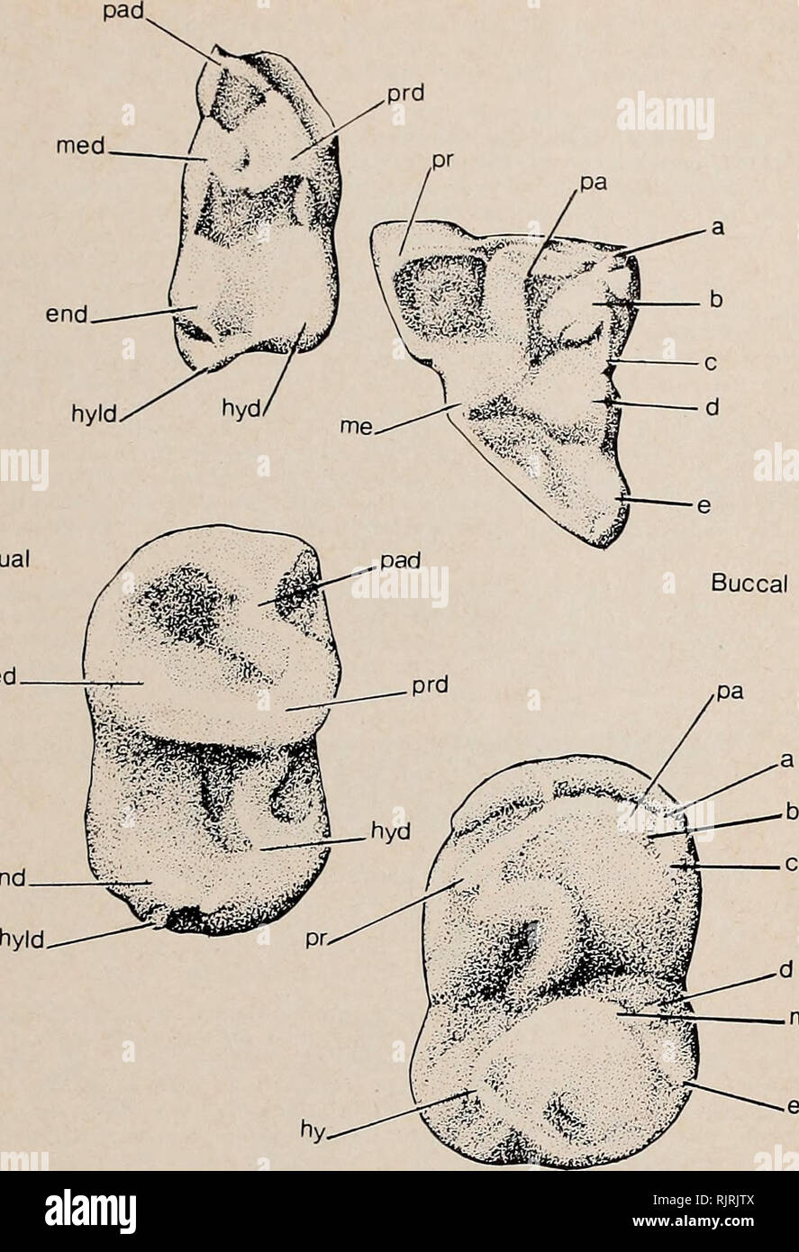 Didelphid hi-res stock photography and images - Alamy