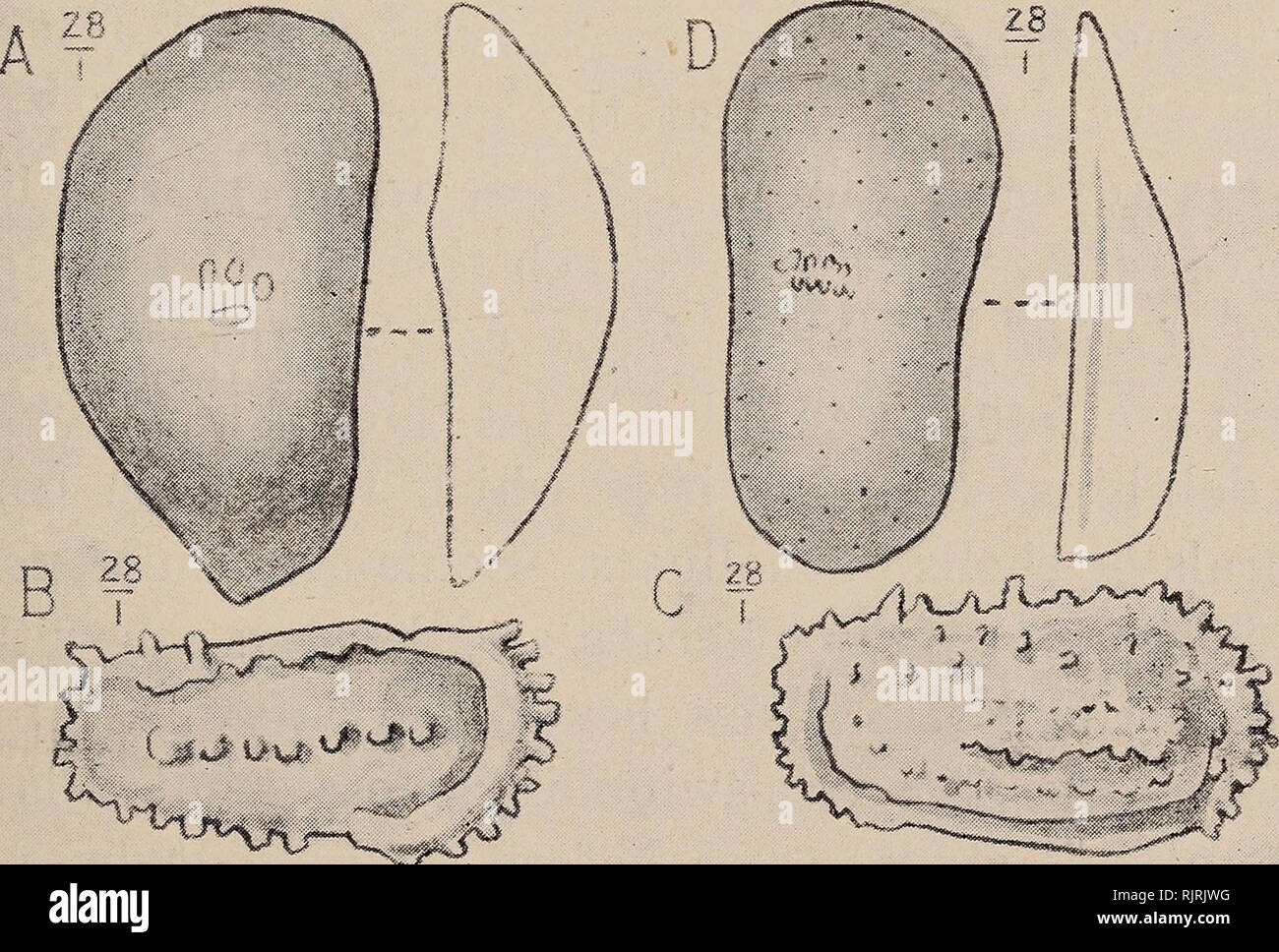 Microscopic fossils hi-res stock photography and images - Alamy