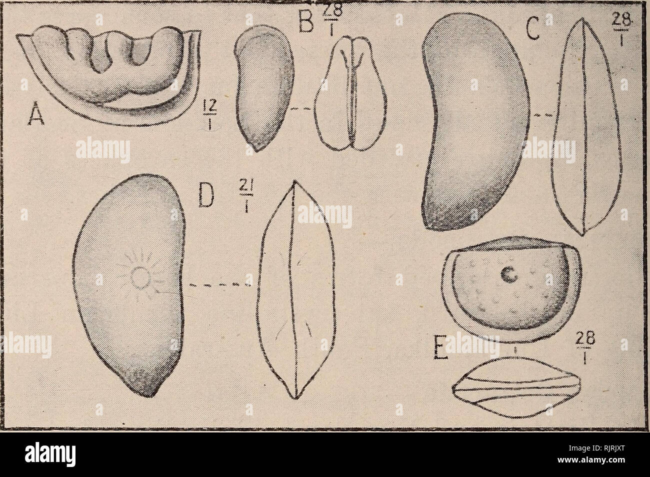 . Australasian fossils, a students' manual of palaeontology ...