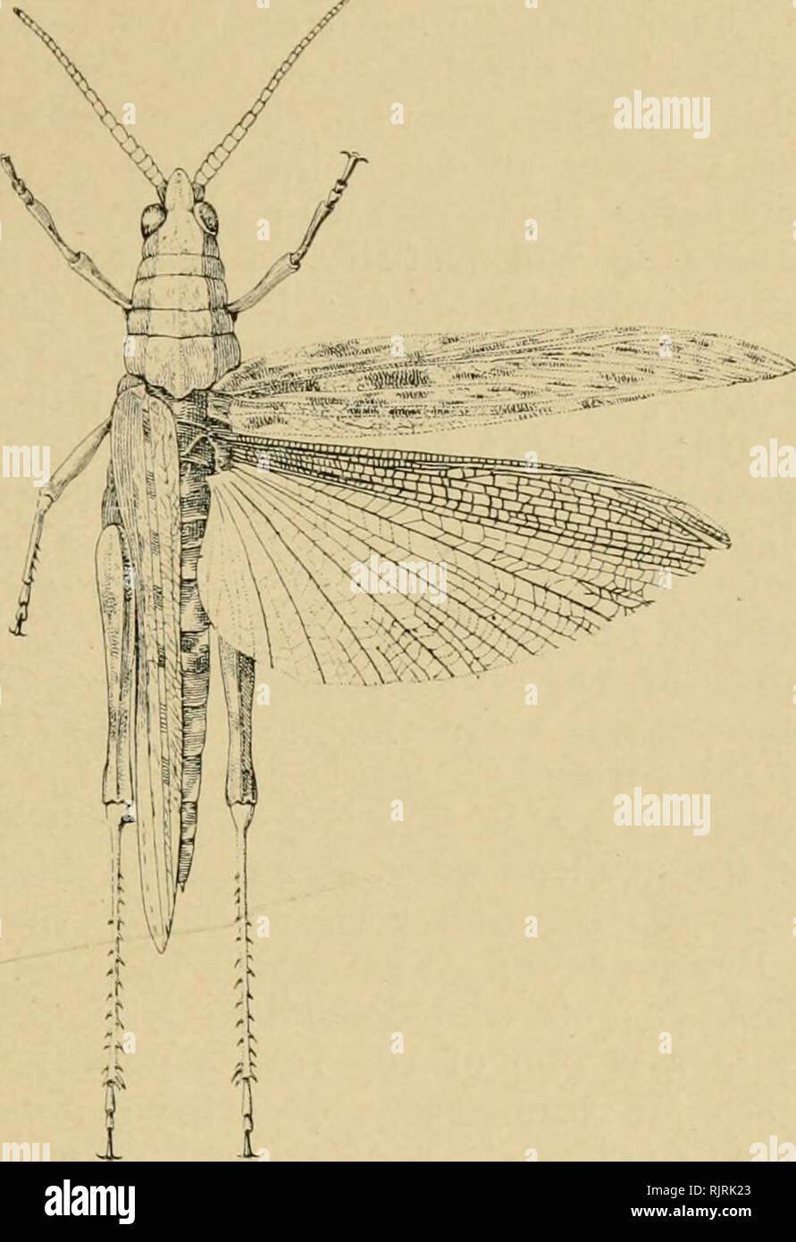 Yellow winged locust hi-res stock photography and images - Alamy