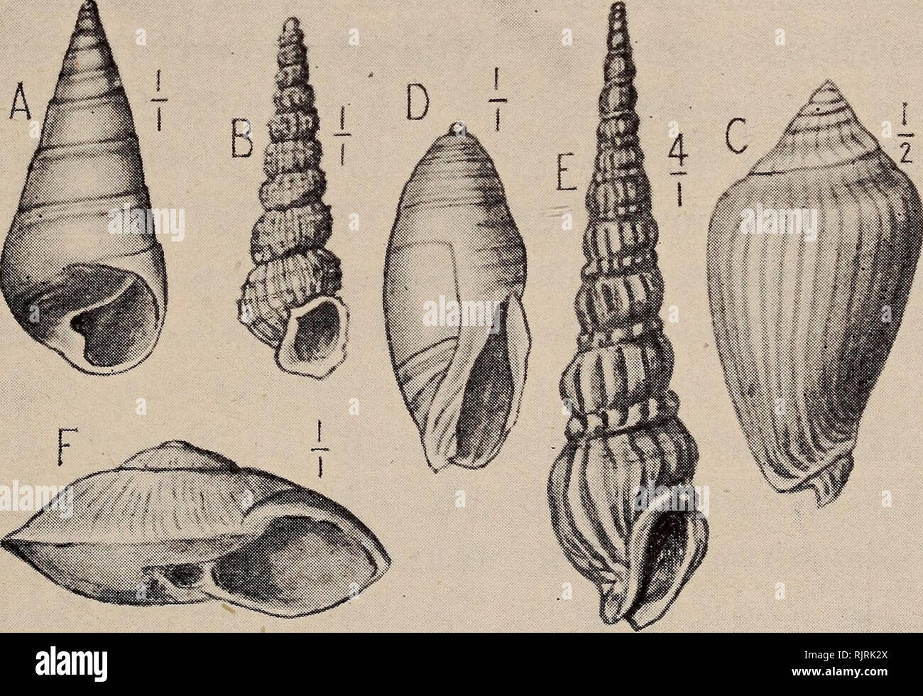 . Australasian fossils, a students' manual of palaeontology ...