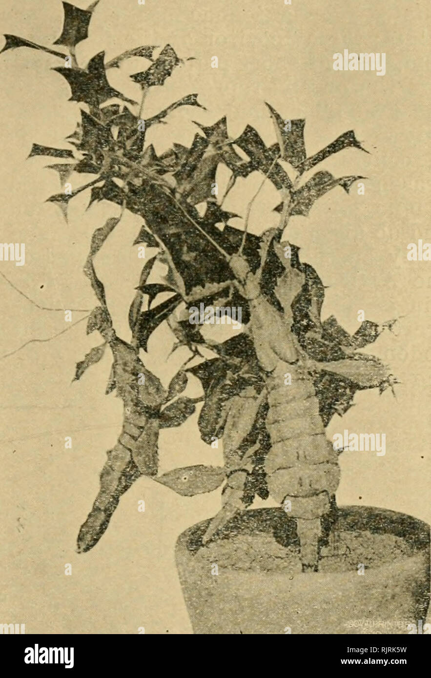 . Australian insects. Insects. ORTIIOPTERA. 89 holly; and the lower ...