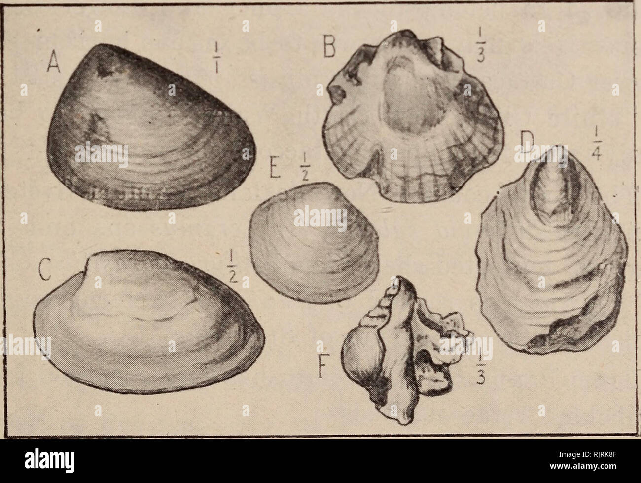. Australasian fossils, a students' manual of palaeontology ...