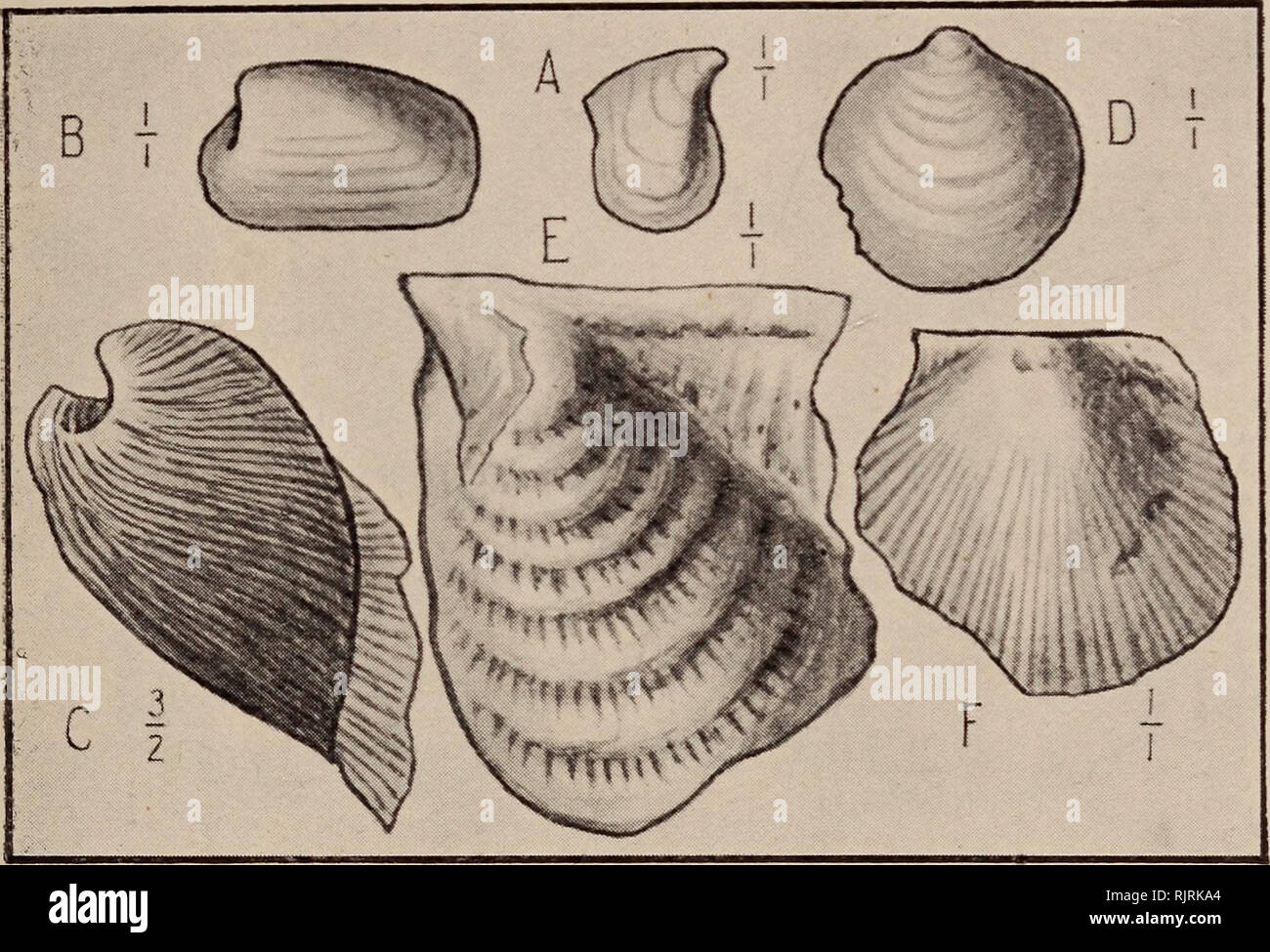 . Australasian fossils, a students' manual of palaeontology ...