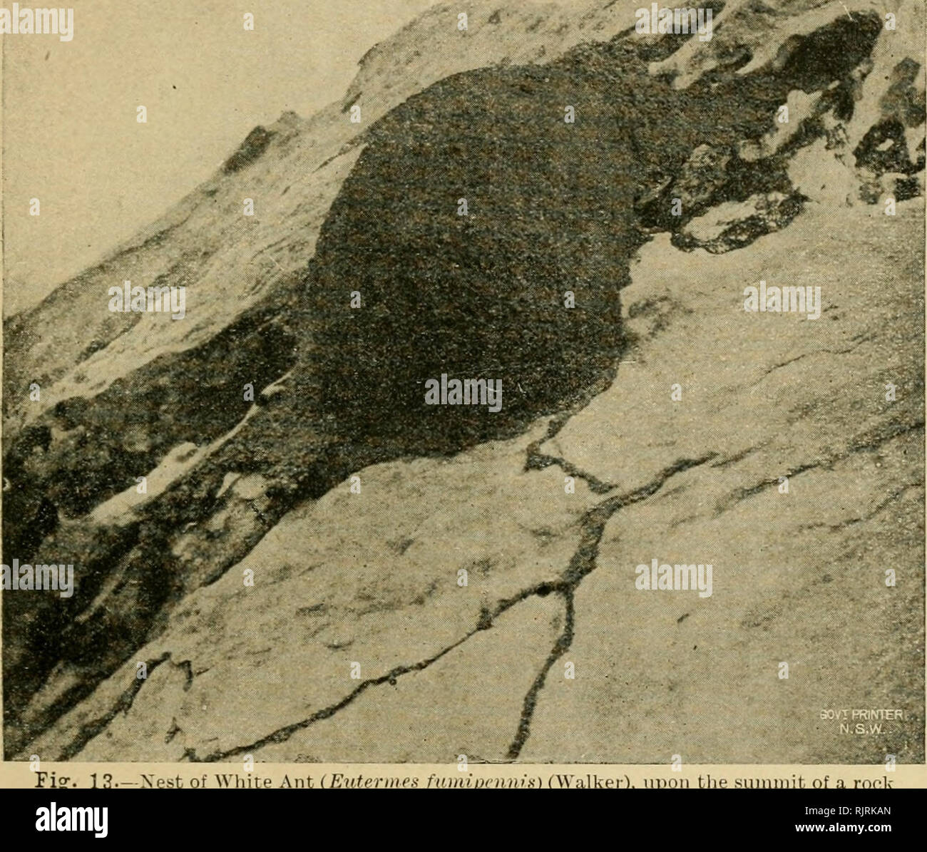 Insects under rock hi-res stock photography and images - Alamy