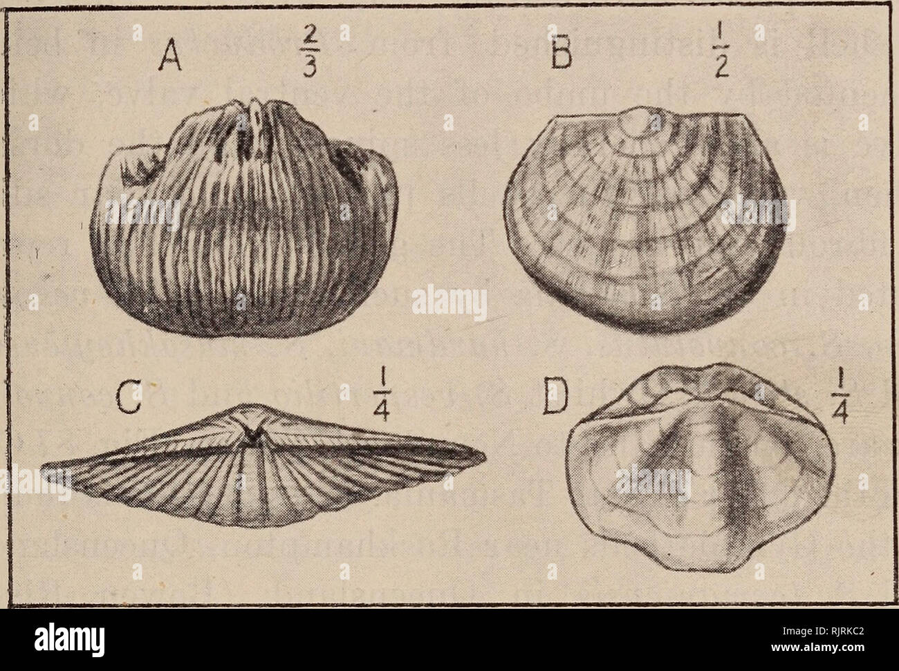 . Australasian fossils, a students' manual of palaeontology ...