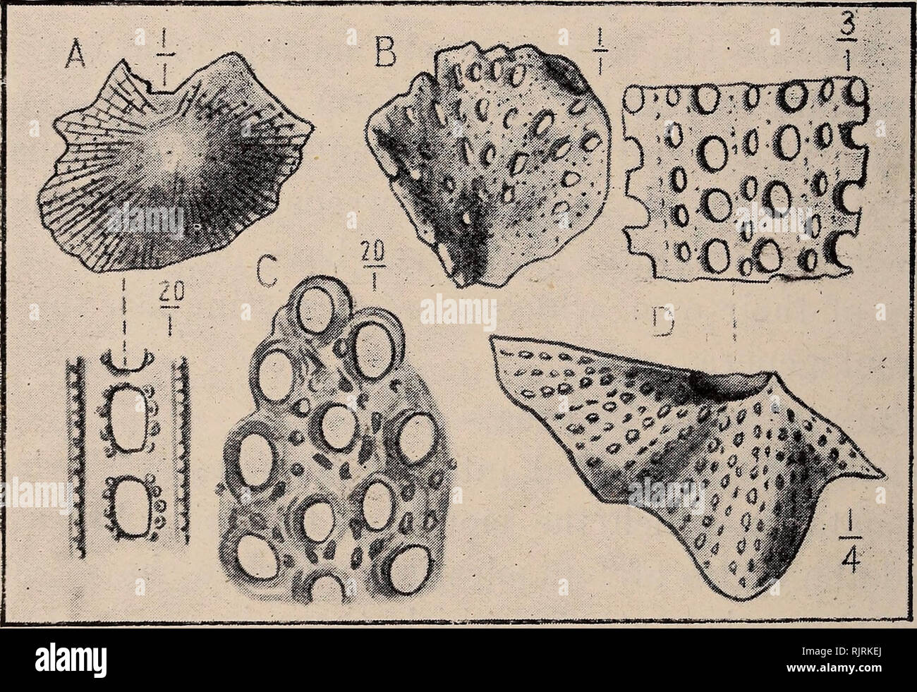 Cryptostomata hi-res stock photography and images - Alamy