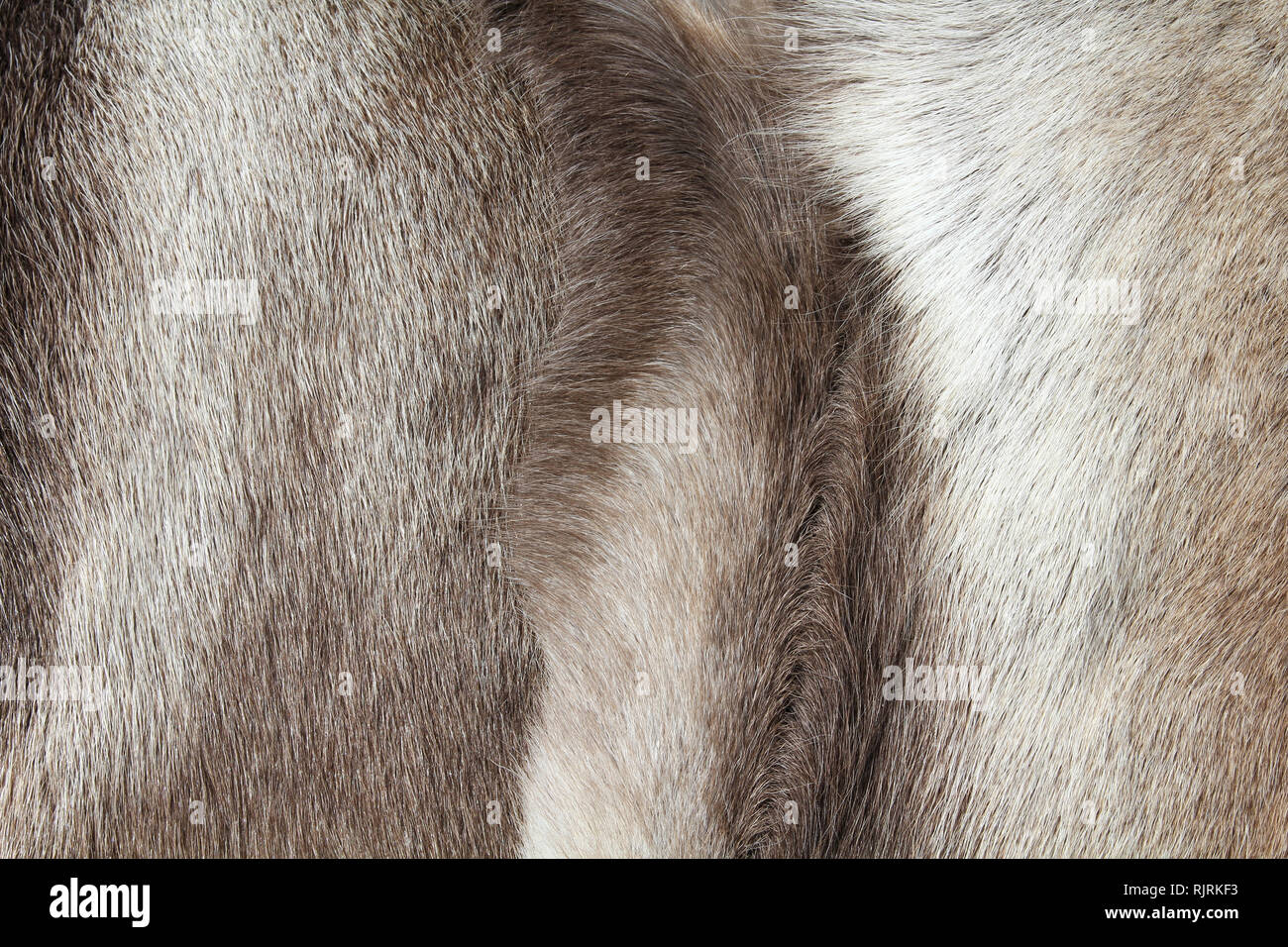 Reindeer fur background texture. Natural material abstract Stock Photo ...