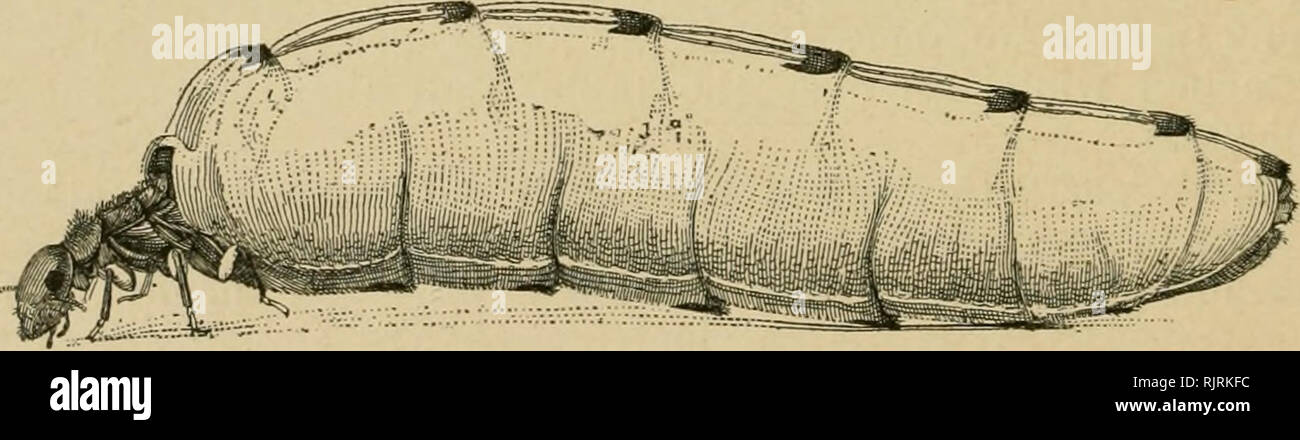 . Australian insects. Insects. Fig. 8-—Diagram of head of worker ...