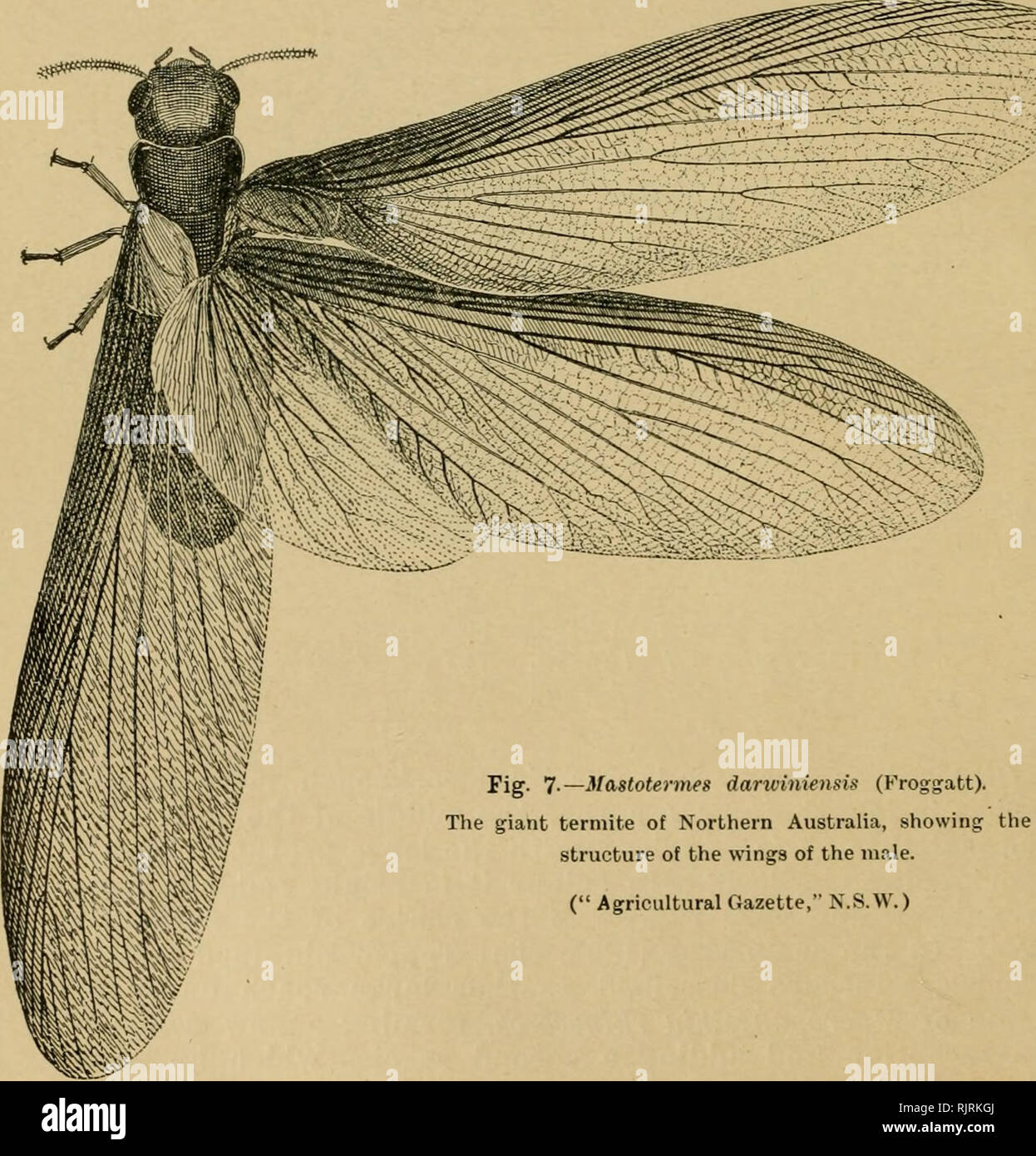 . Australian insects. Insects. 20 ORTHOPTERA. Family 3. White Ants ...