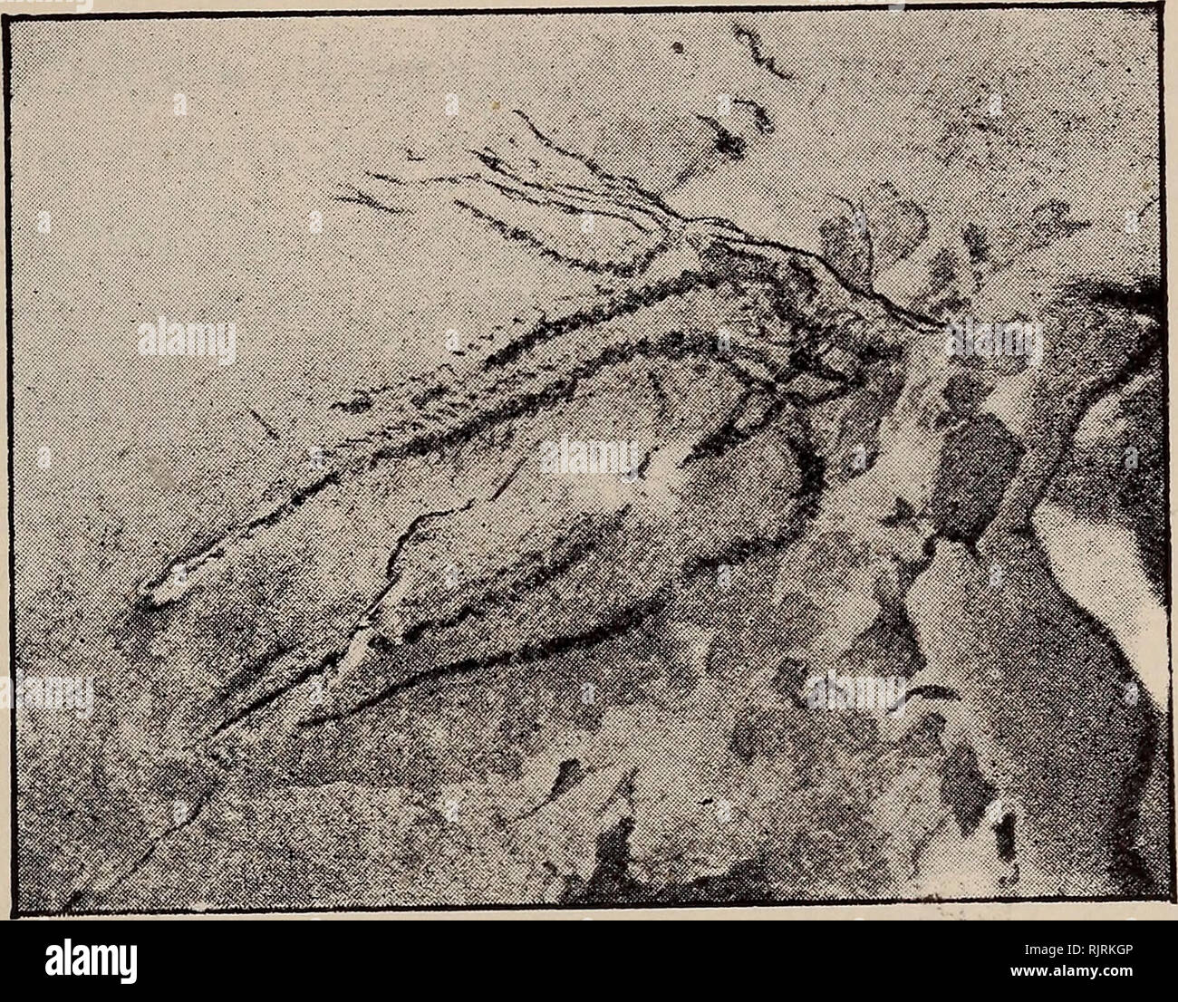 . Australasian fossils, a students' manual of palaeontology ...