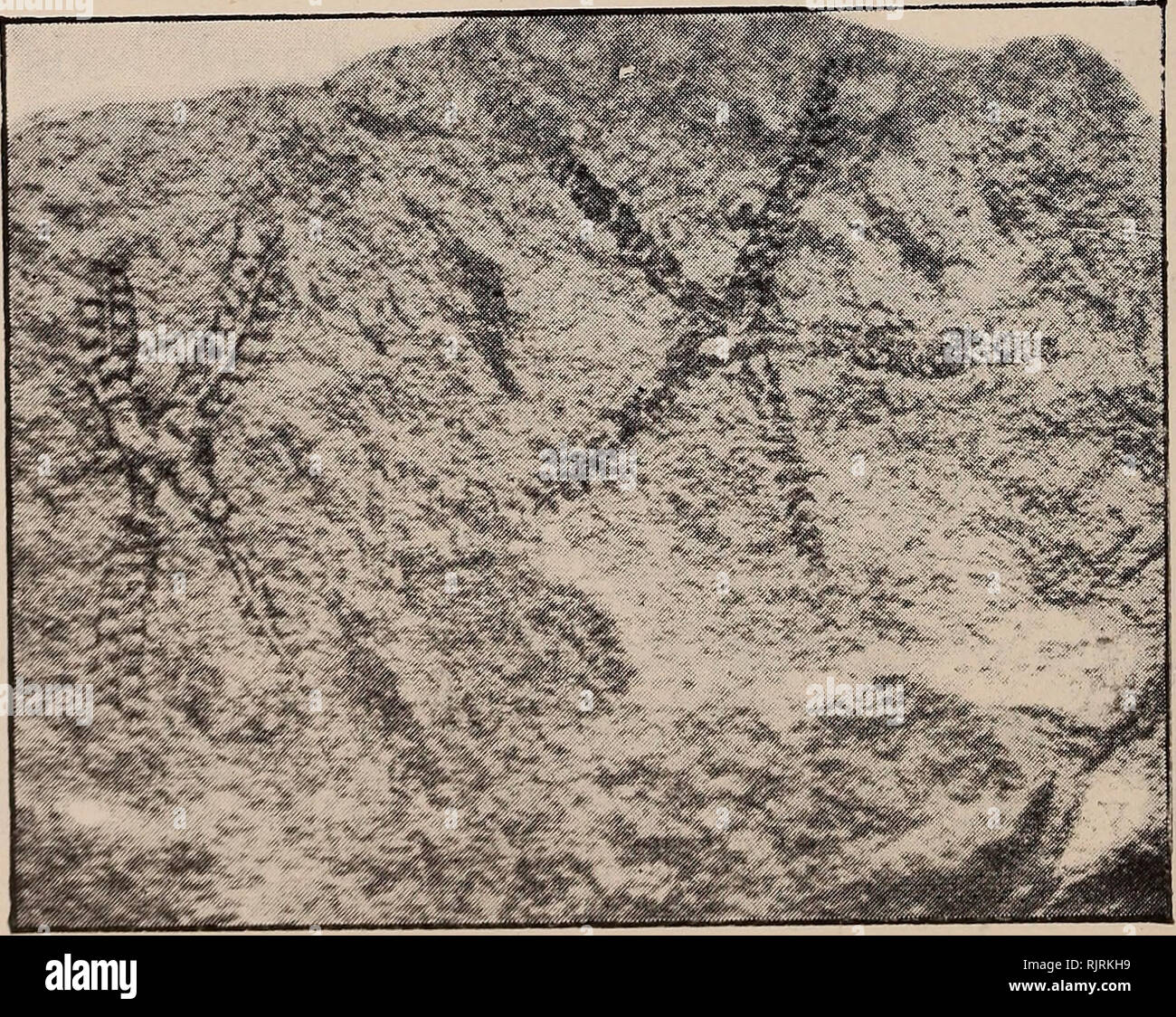. Australasian fossils, a students' manual of palaeontology ...