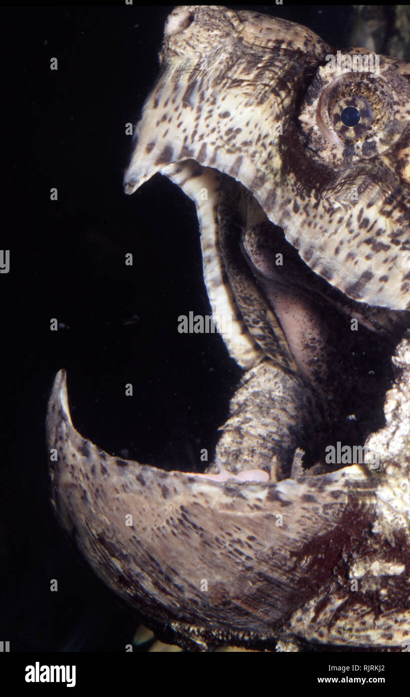 Chelidridae hi-res stock photography and images - Alamy