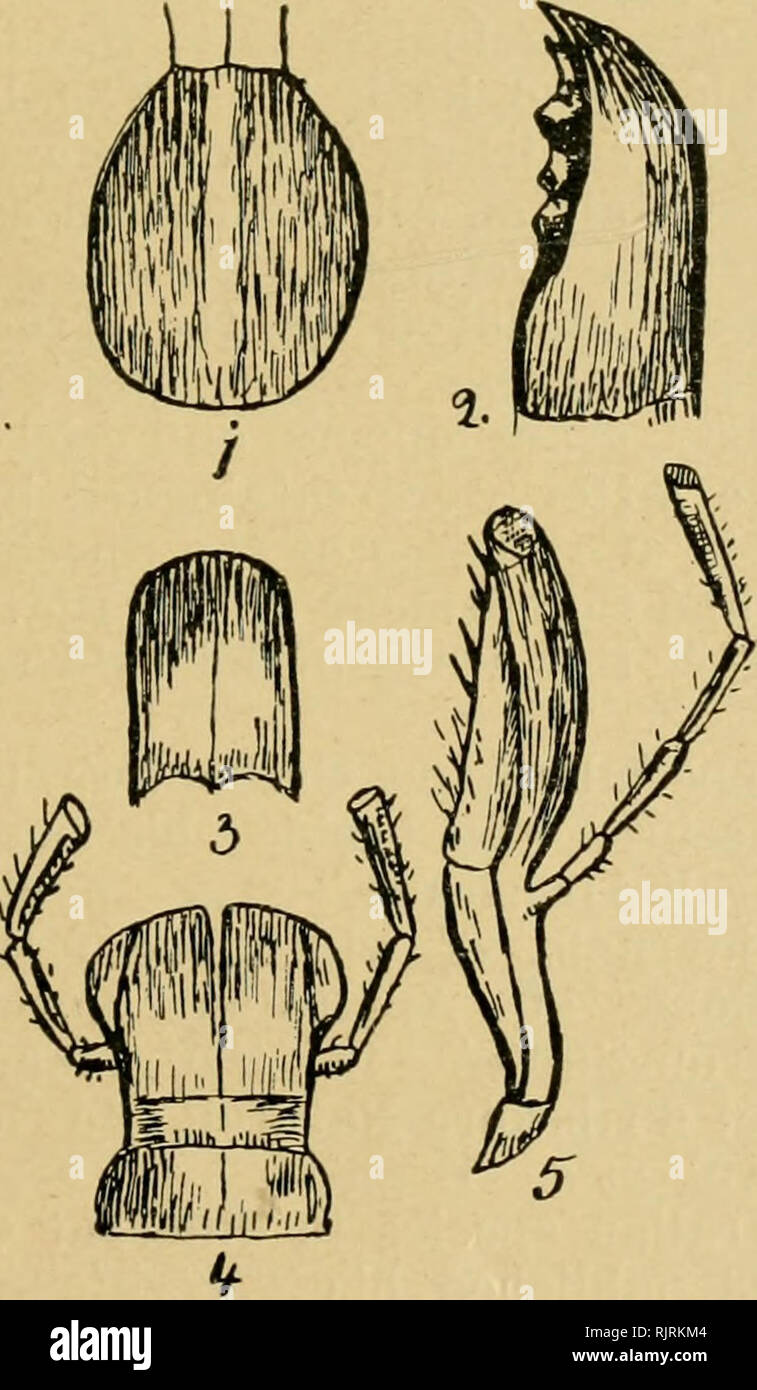 Grasshopper Mandibles