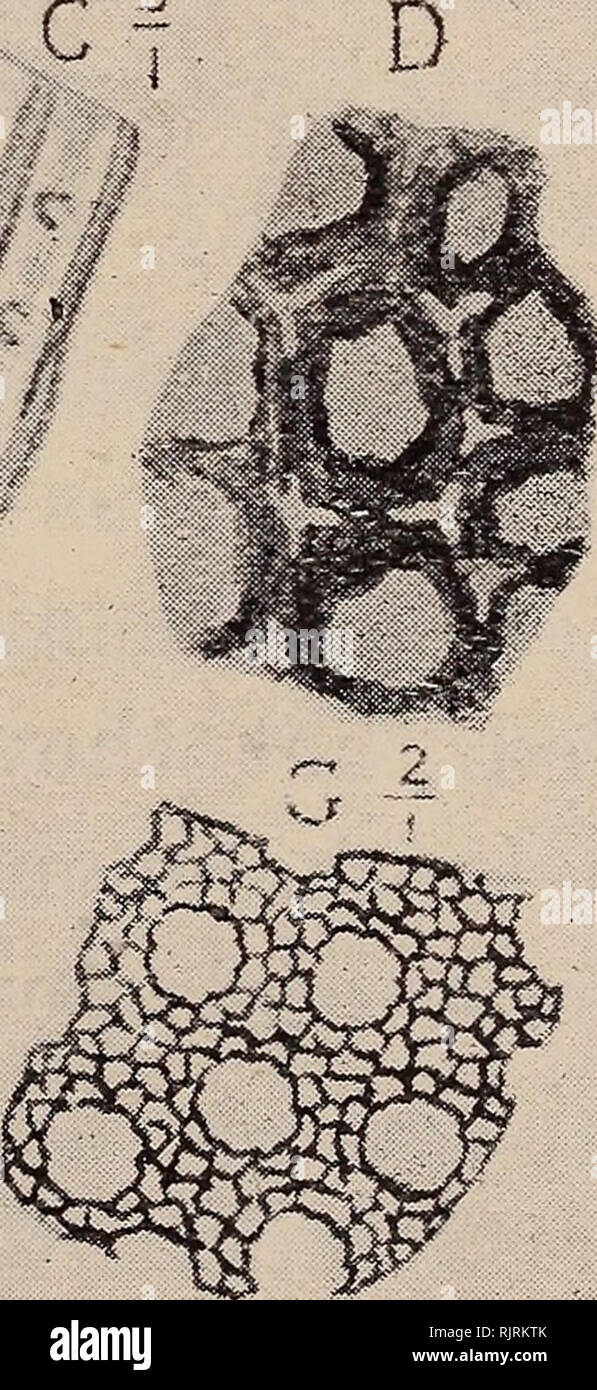 Cyathophyllum hi-res stock photography and images - Alamy