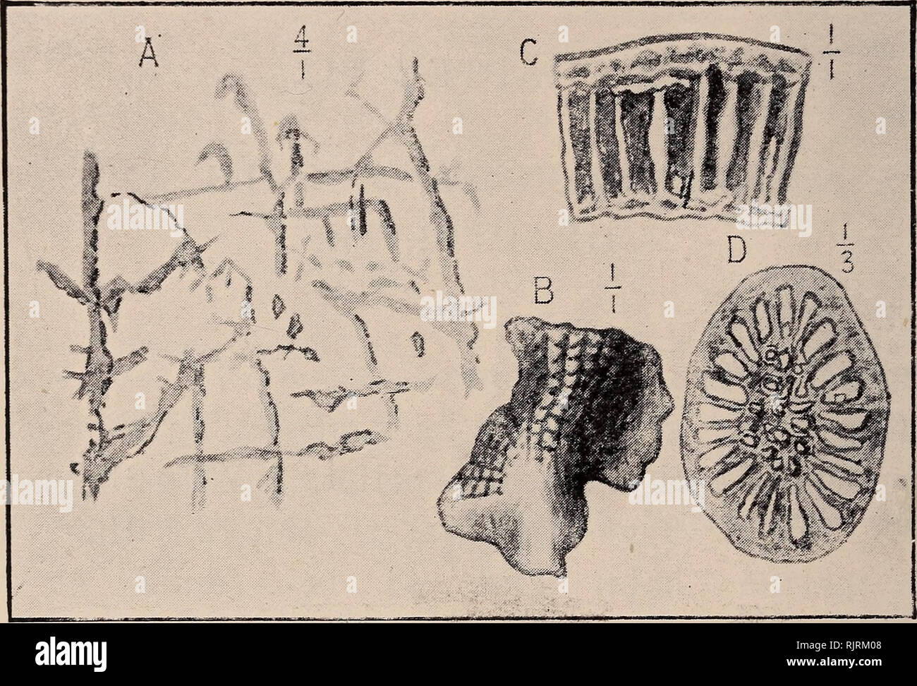 . Australasian fossils, a students' manual of palaeontology ...