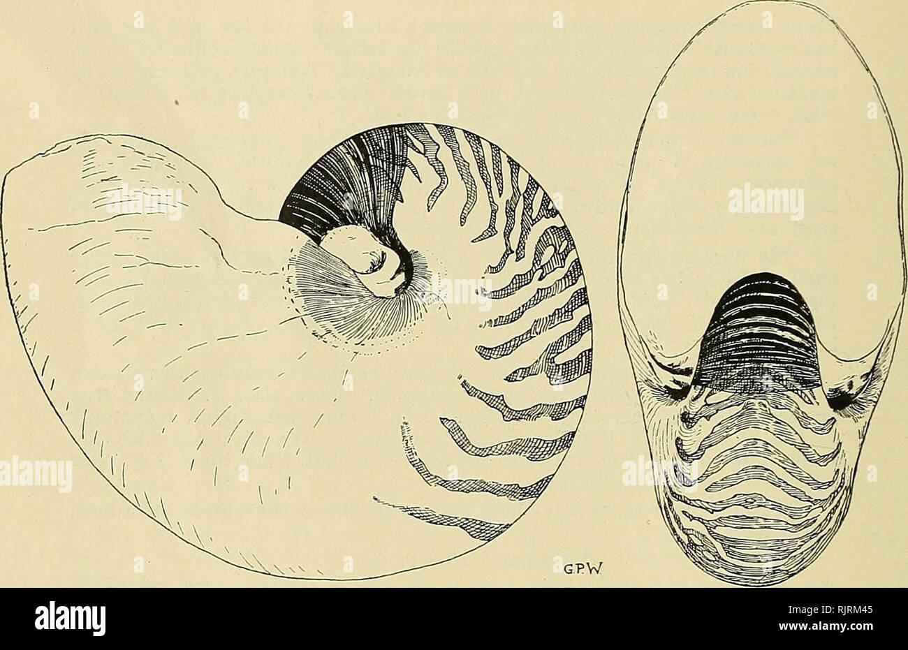 . The Australian zoologist. Zoology; Zoology; Zoology. 296 AUSTRALIAN ...