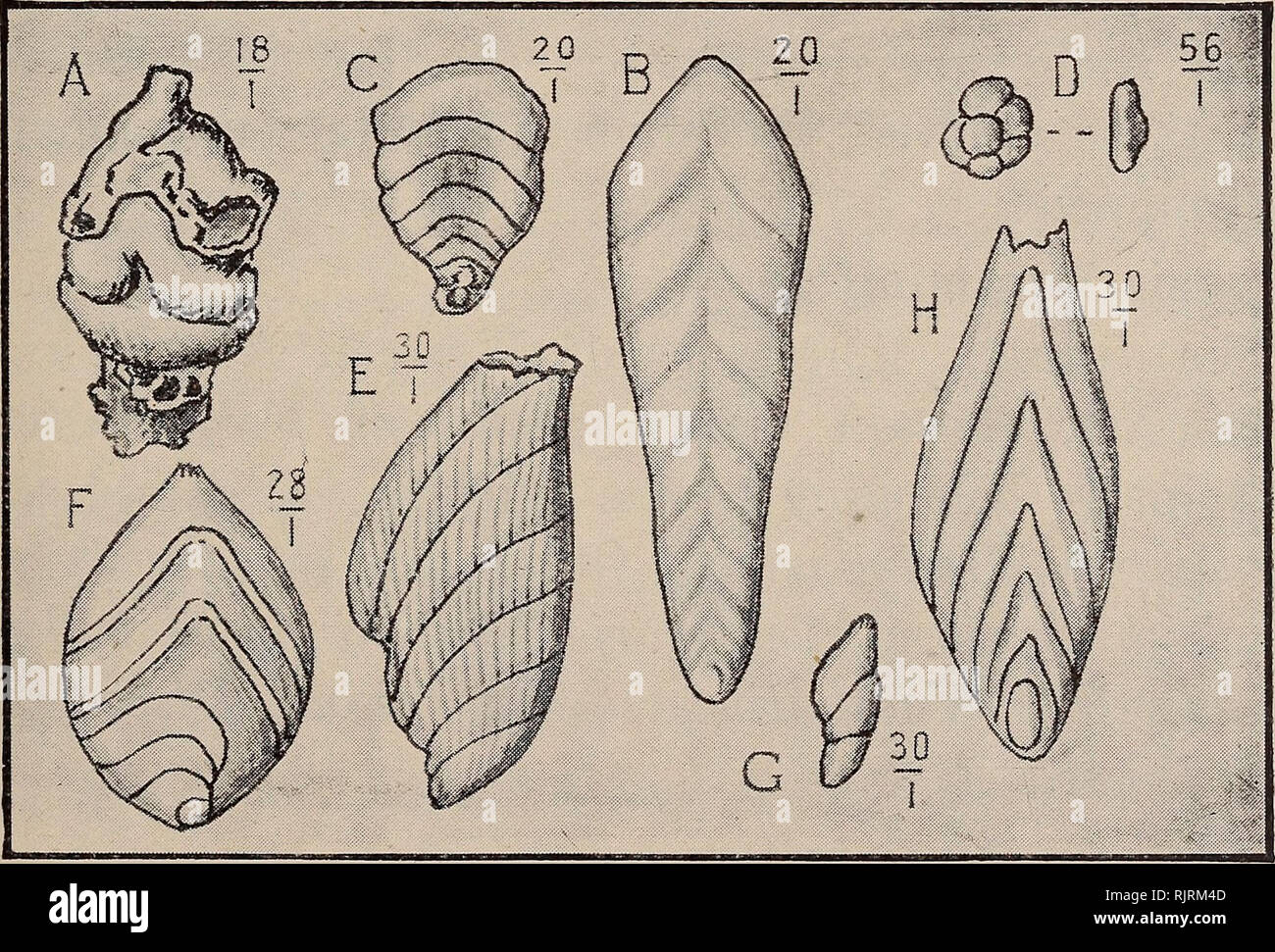 Fossils limestone australia hi-res stock photography and images - Alamy