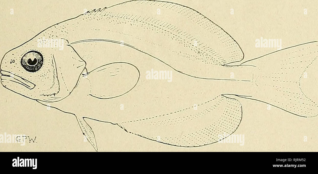 . The Australian zoologist. Zoology; Zoology; Zoology. WHITLEY. 179 ...