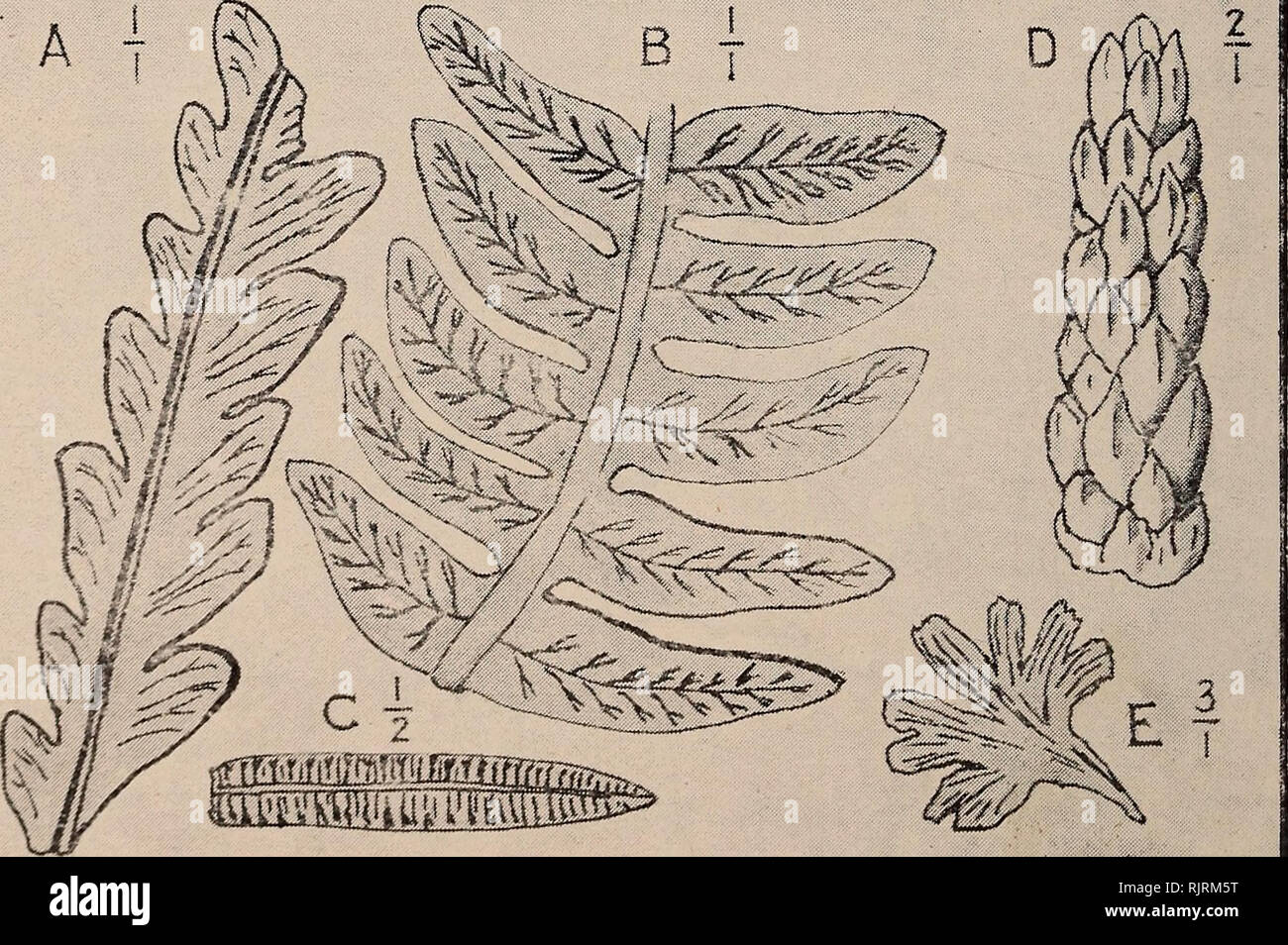 Triassic Fern