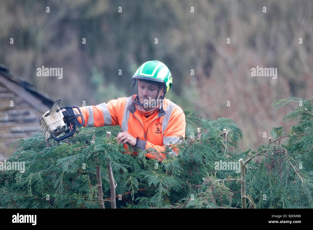 A tree surgeon trims a hedge Stock Photo - Alamy