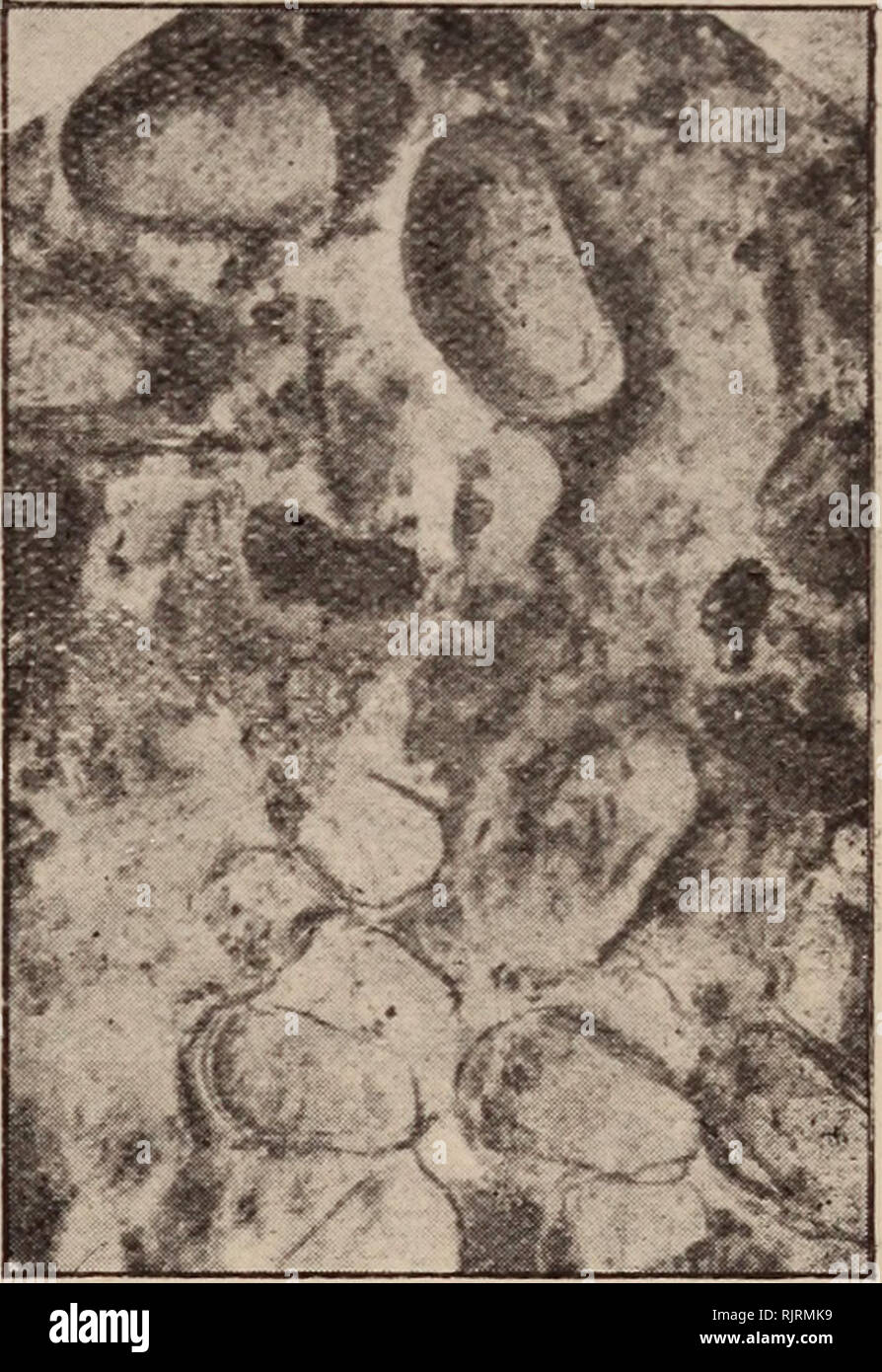 . Australasian fossils, a students' manual of palaeontology ...