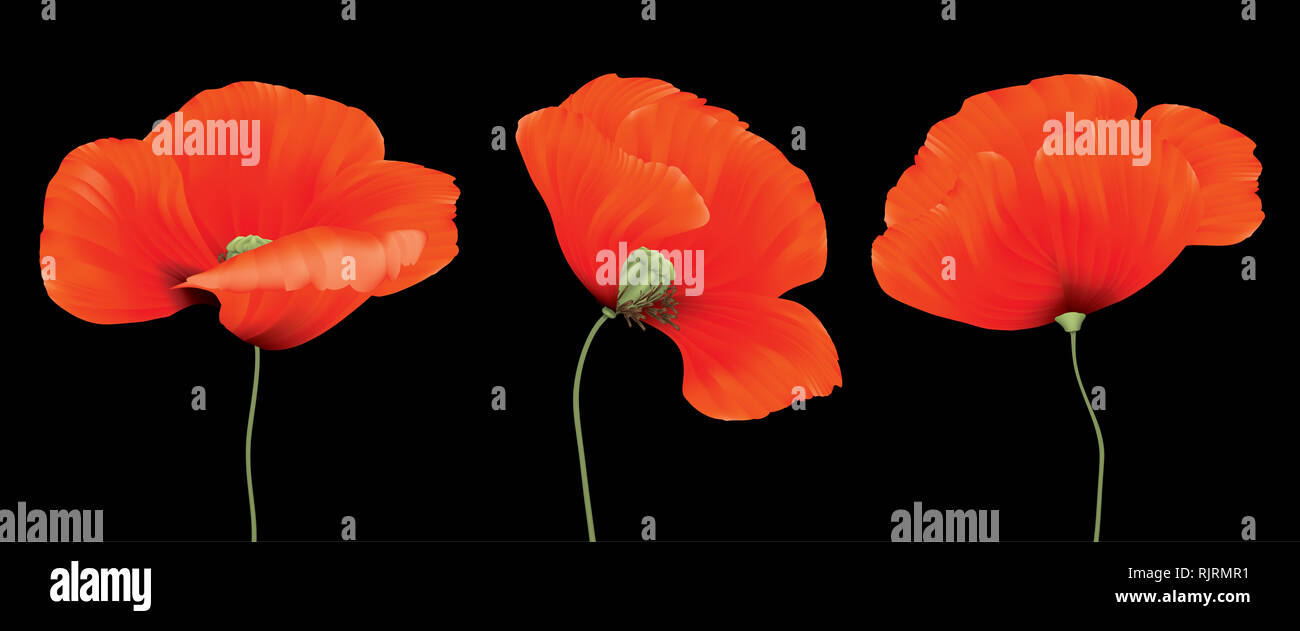Three red poppy flowers composition isolated on the black background ...
