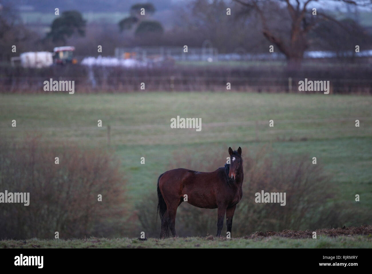Malpas horse hi-res stock photography and images - Alamy