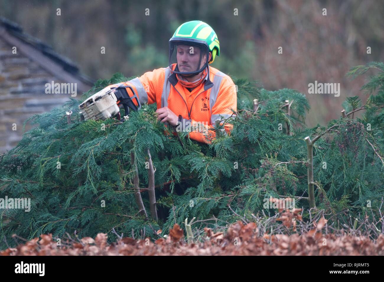 A tree surgeon trims a hedge Stock Photo - Alamy