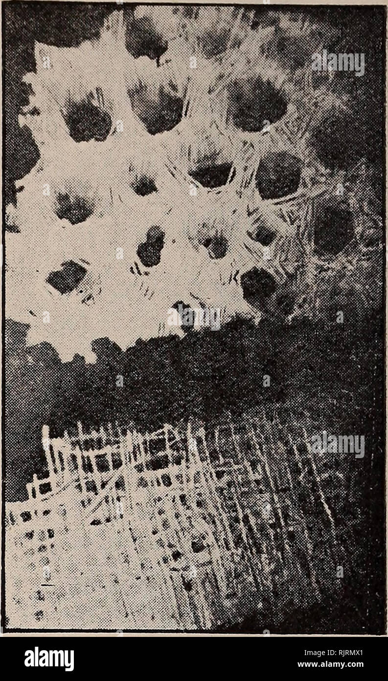 . Australasian fossils, a students' manual of palaeontology ...