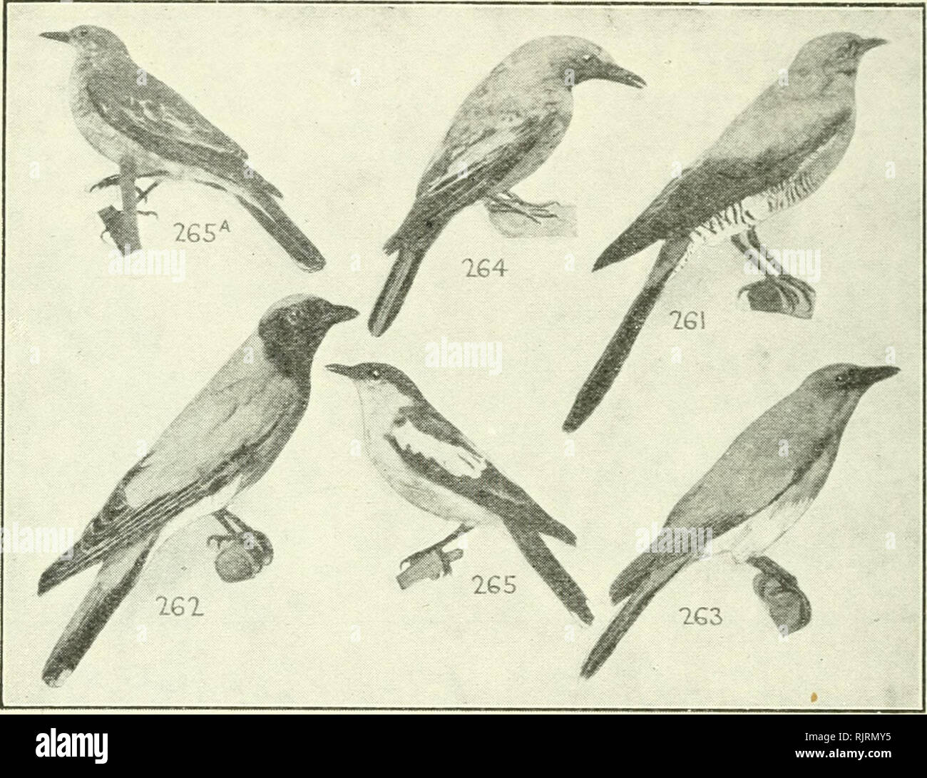 Australian fanta hi-res stock photography and images - Alamy