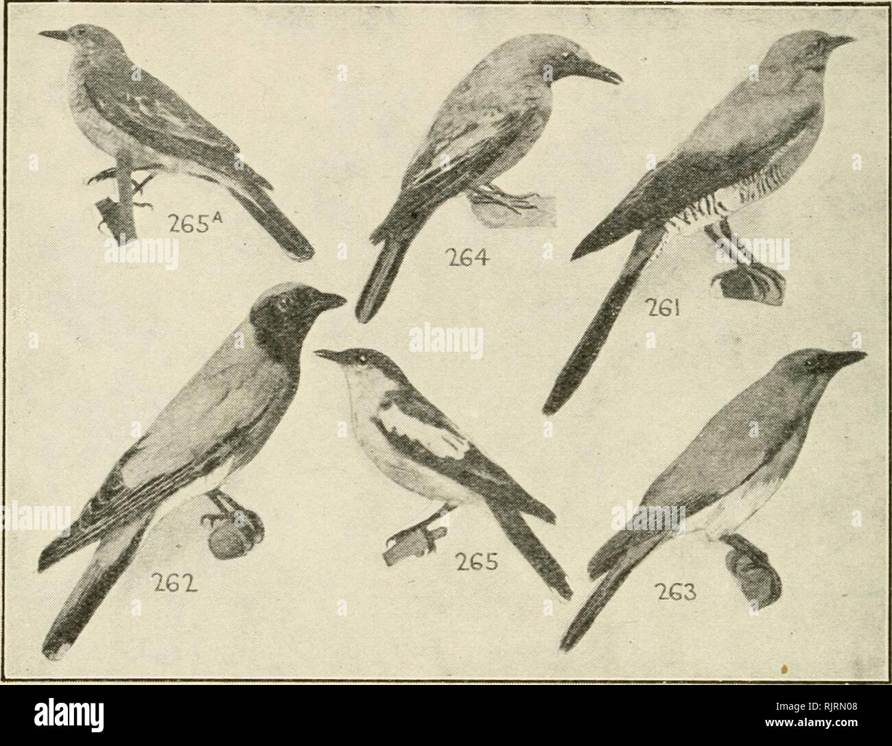 . An Australian bird book : a pocket book for field use. Birds ...